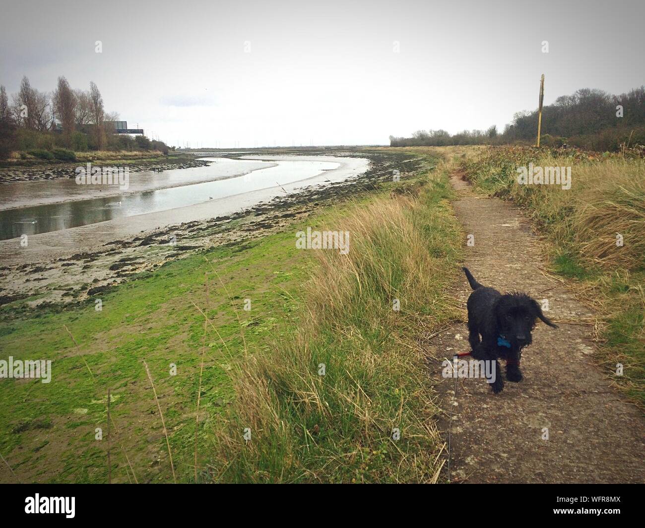 Dog walking trail hi-res stock photography and images - Alamy