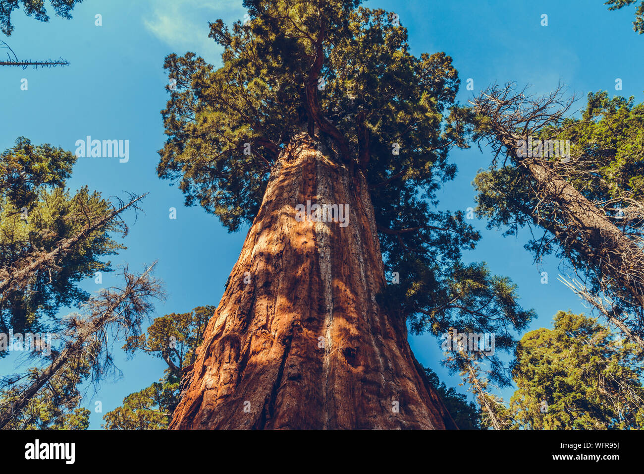 Background sequoia trunk hi-res stock photography and images - Alamy