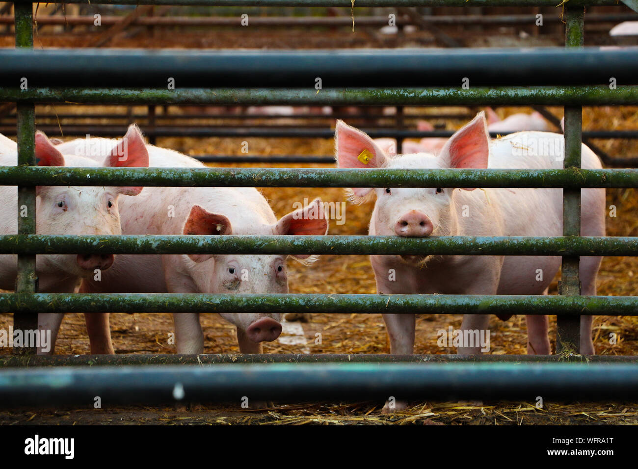 Pigs in cage hi-res stock photography and images - Alamy