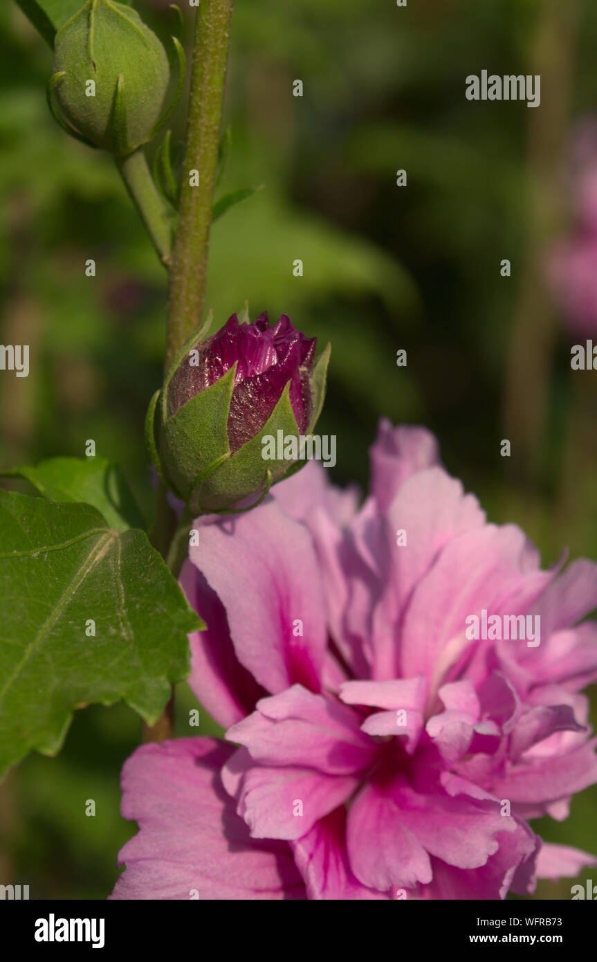 Native southeast china flowering plant hi-res stock photography and ...