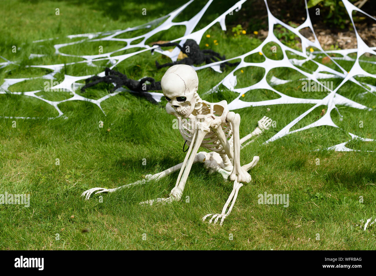 Human sleleton hi-res stock photography and images - Alamy