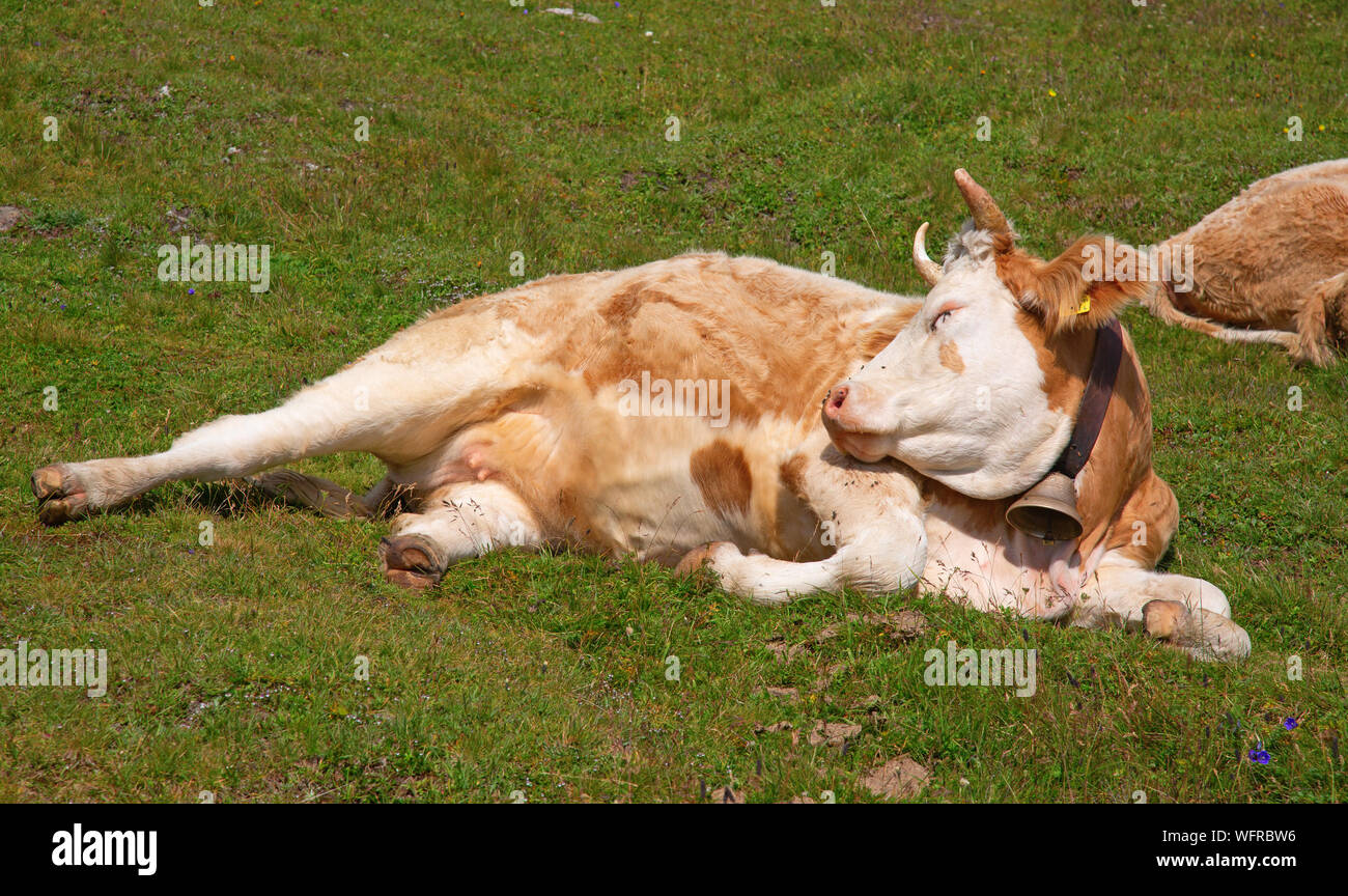 Swiss cow in the alps Stock Photo - Alamy