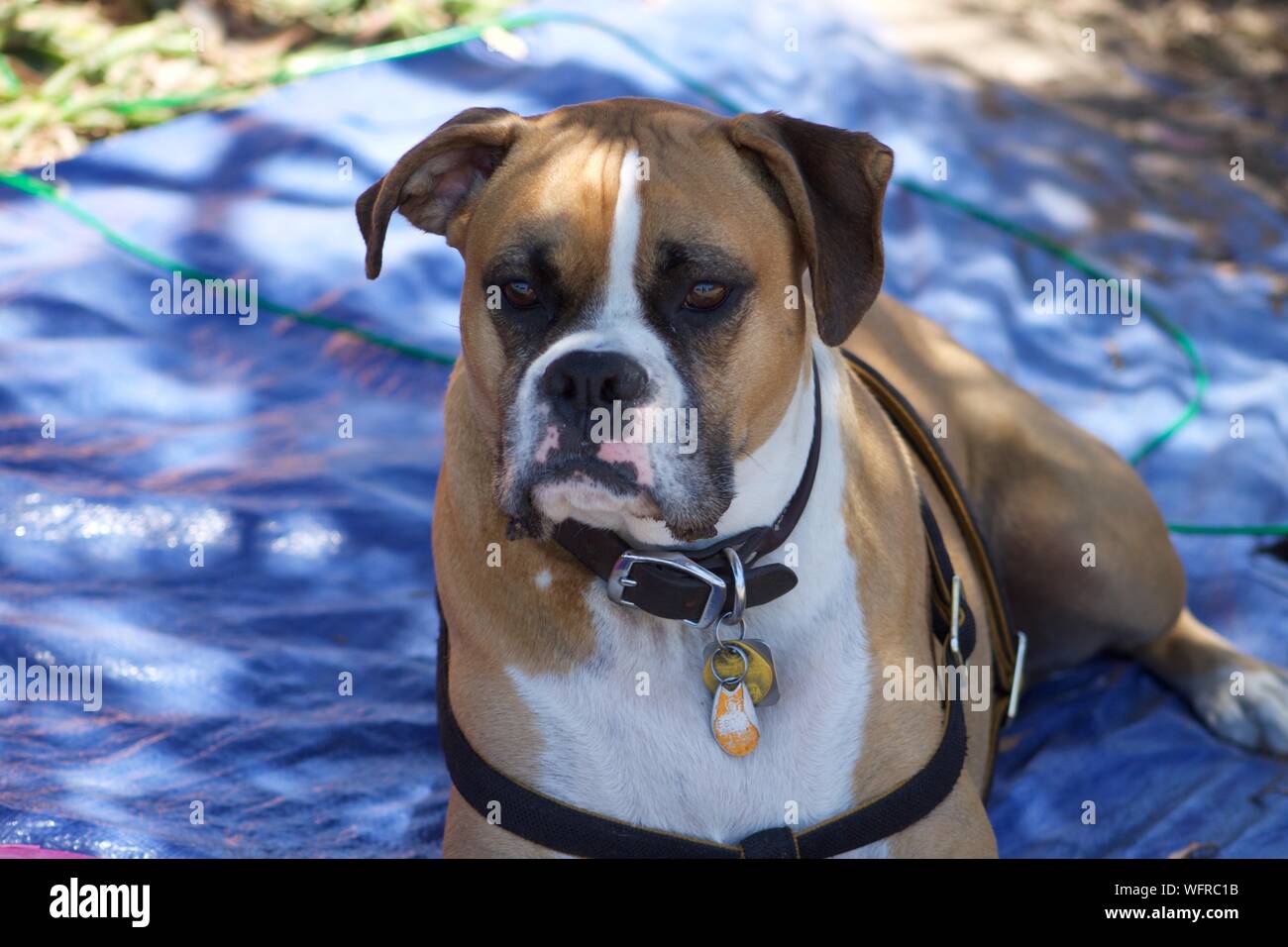 Pet plastic sheet hi-res stock photography and images - Alamy