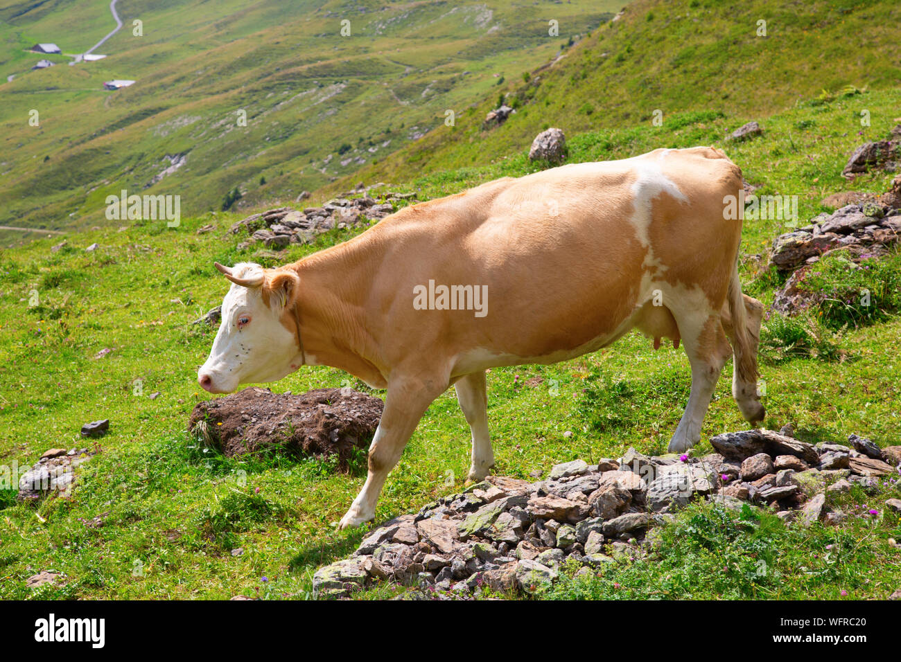Swiss cow in the alps Stock Photo - Alamy
