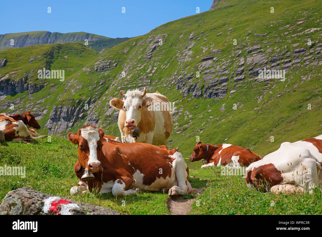 Swiss cow in the alps Stock Photo - Alamy