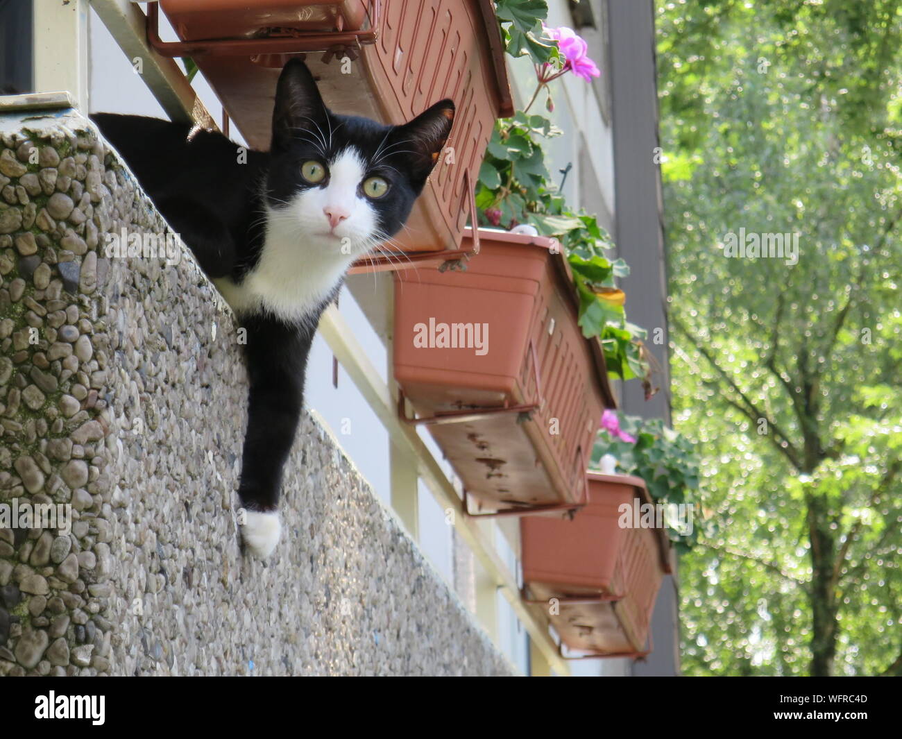 Cat sitting balcony hi-res stock photography and images - Alamy