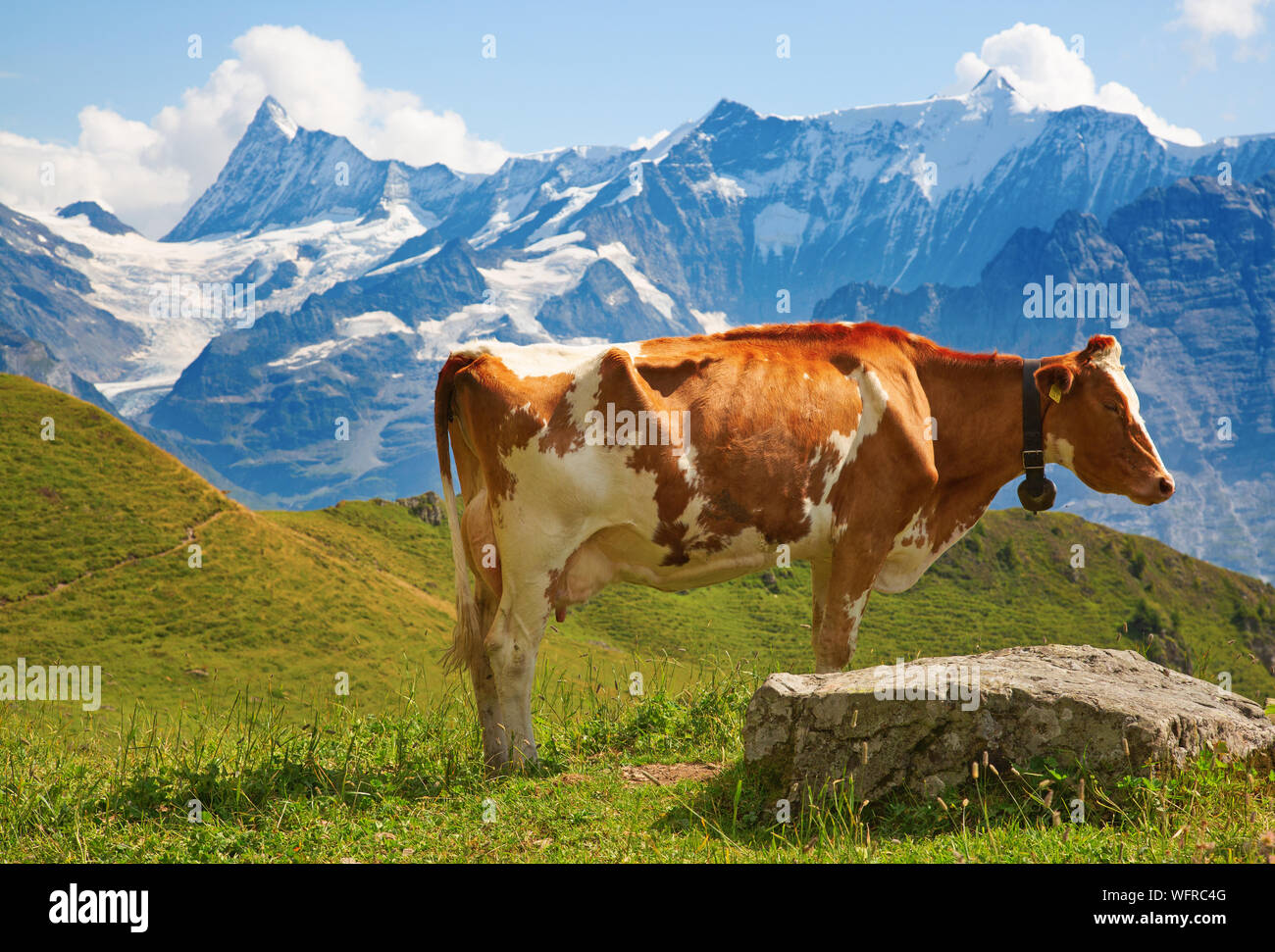 Swiss cow in the alps Stock Photo - Alamy