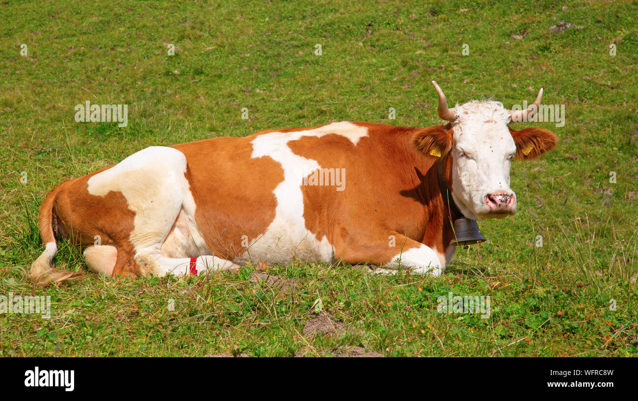 Swiss cow in the alps Stock Photo - Alamy