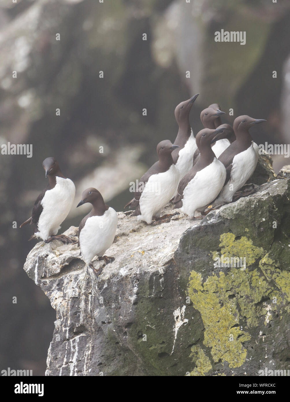 Ocean species identification hi-res stock photography and images - Alamy