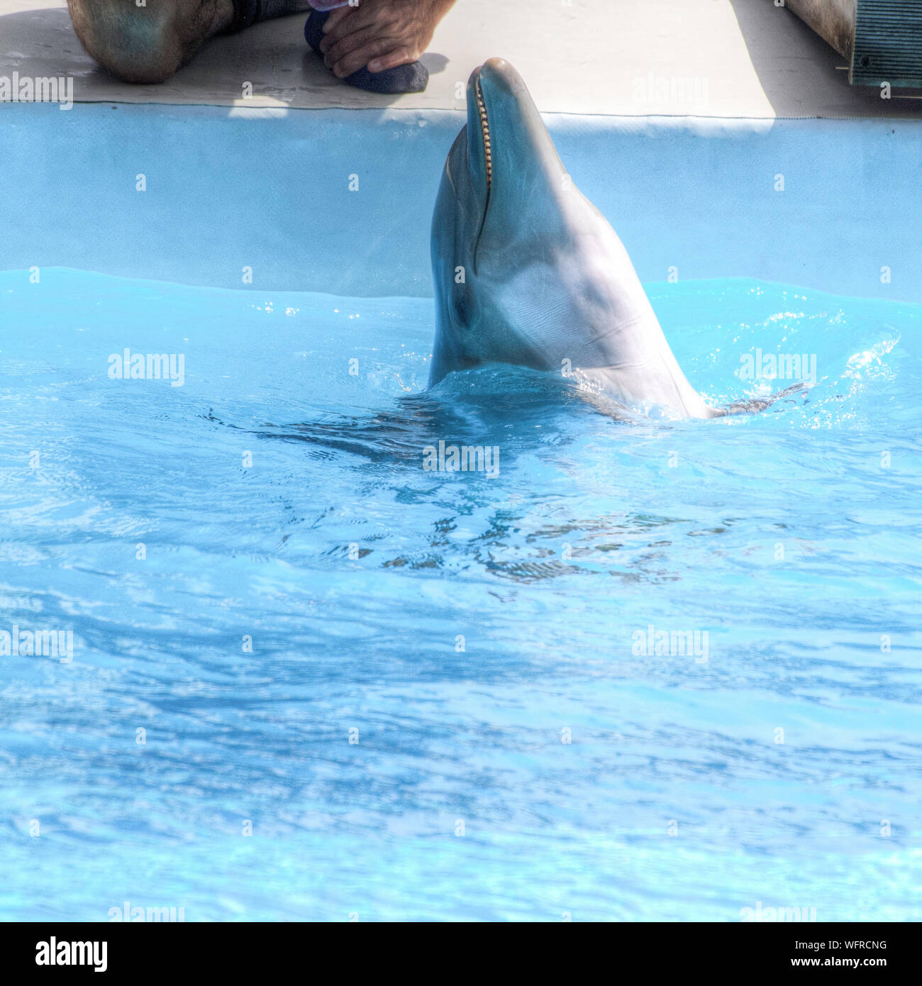 Dolphin water hi-res stock photography and images - Alamy