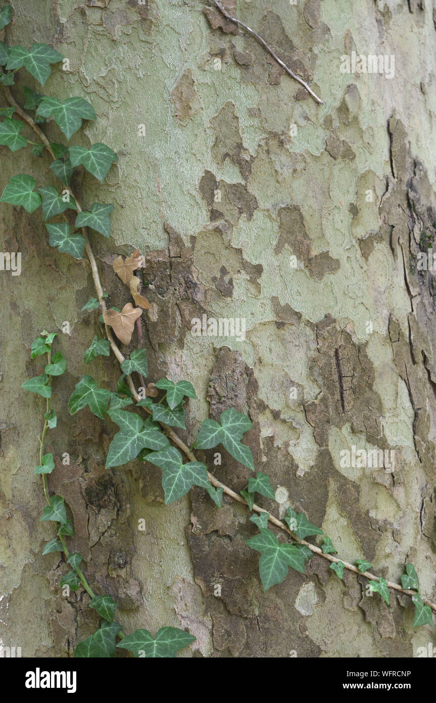 vine plant in tree trunk for backgrounds and textures Stock Photo - Alamy
