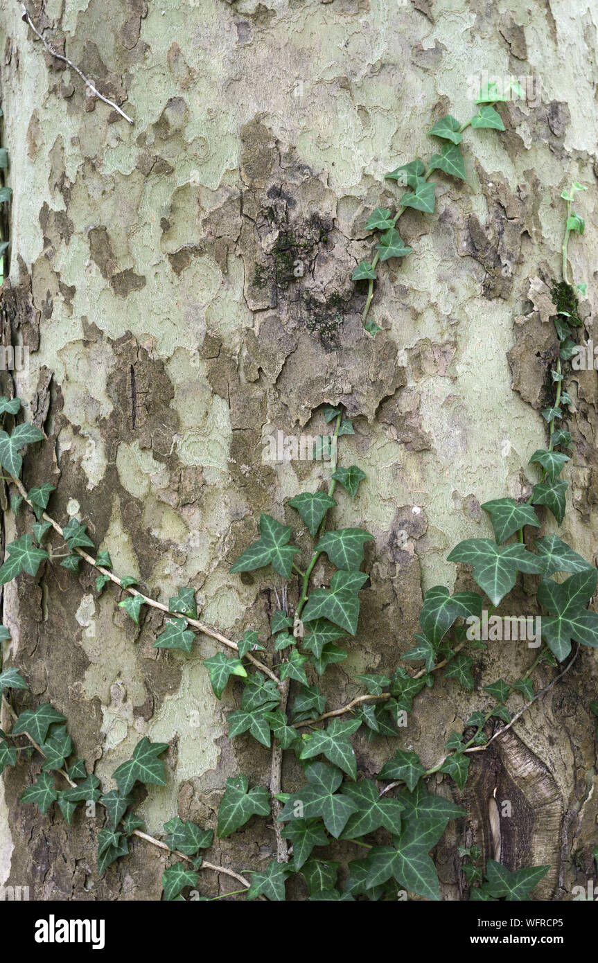 vine plant in tree trunk for backgrounds and textures Stock Photo - Alamy