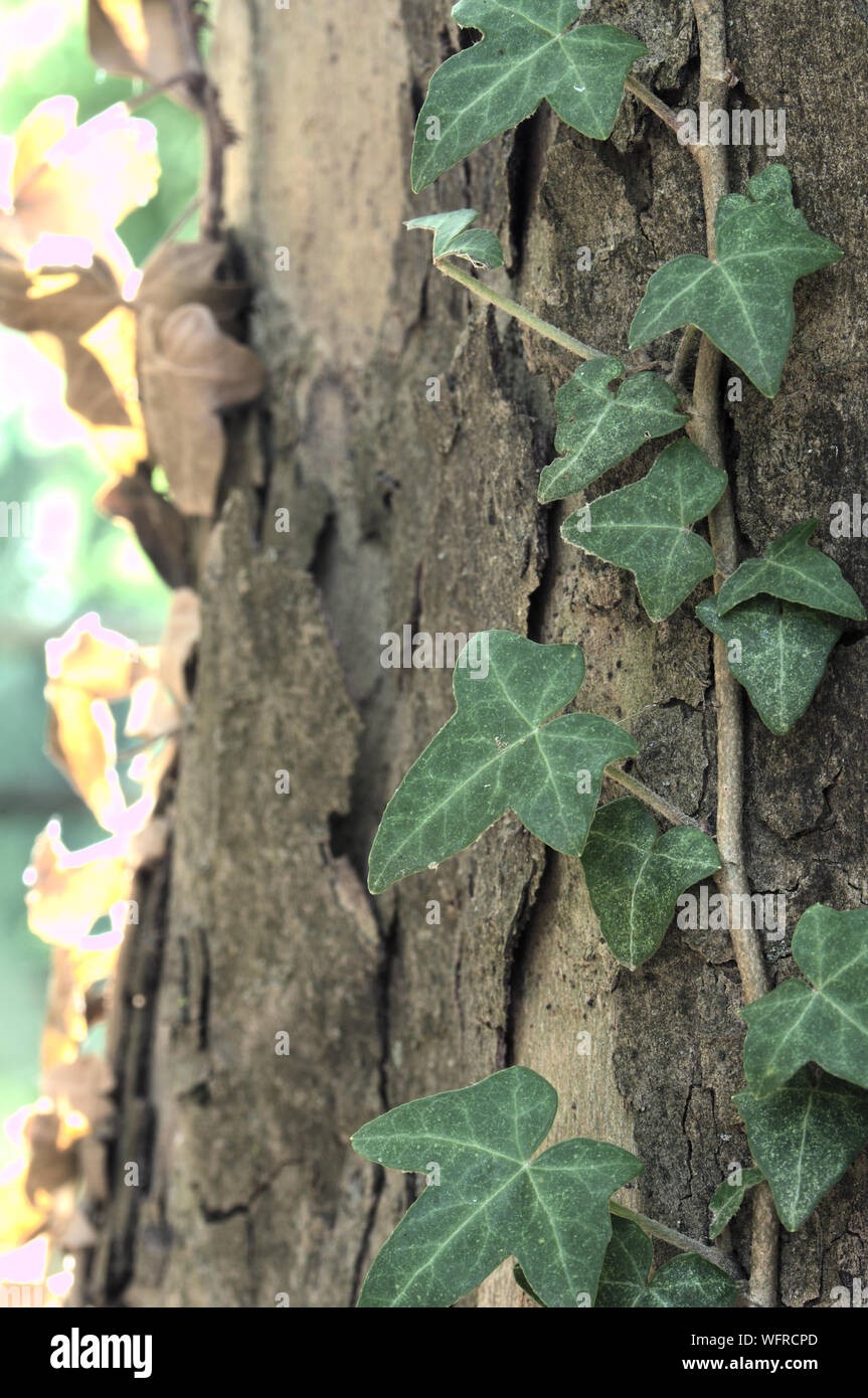 vine plant in tree trunk for backgrounds and textures Stock Photo - Alamy
