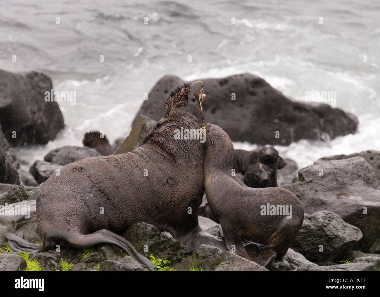 Pribilof island fur seal hi-res stock photography and images - Alamy