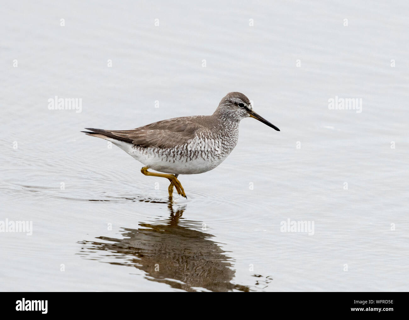 Gray-talied Tattler (Tringa brevipes), also known as the Siberian ...