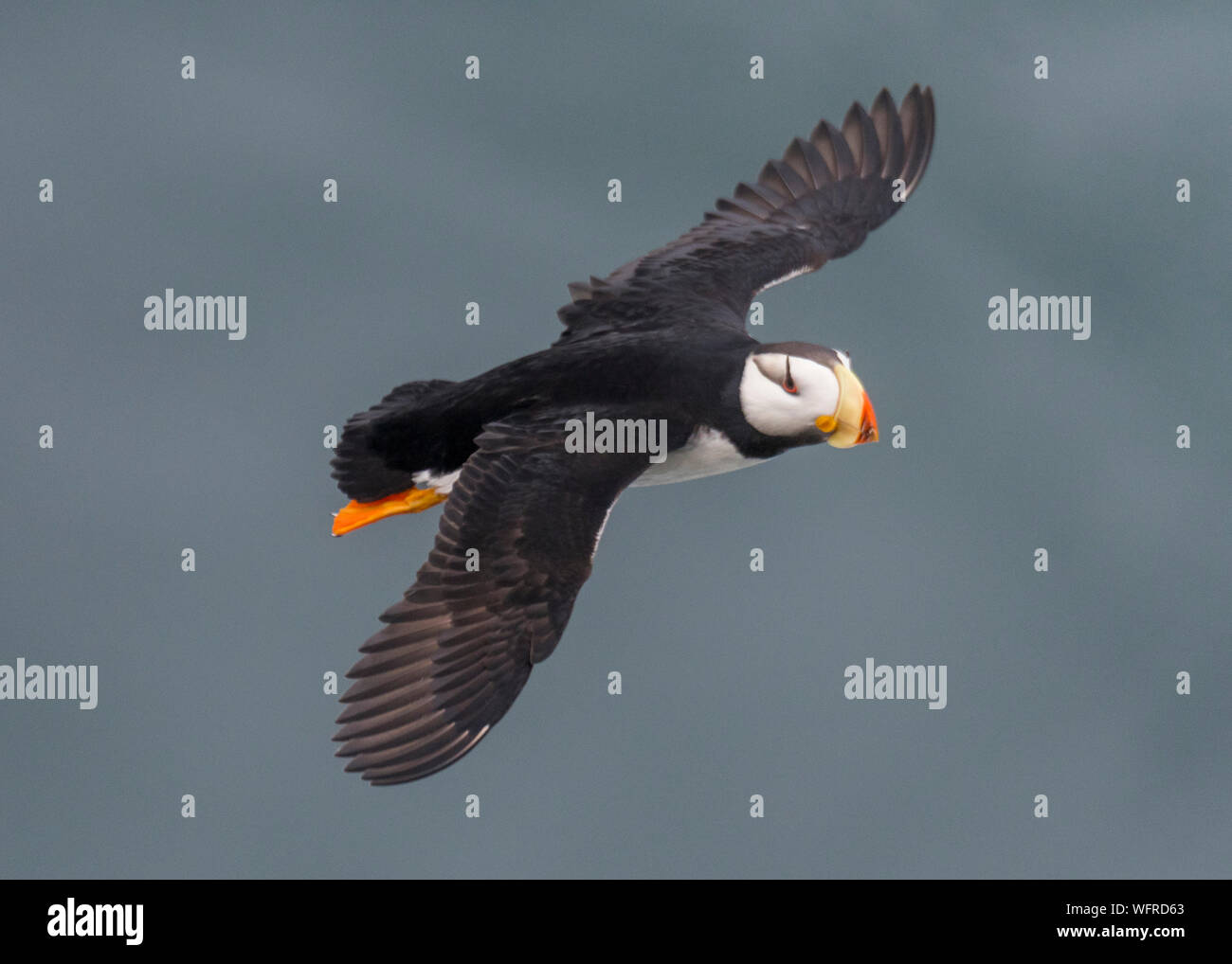 Seabird nesting cliff art hi-res stock photography and images - Alamy