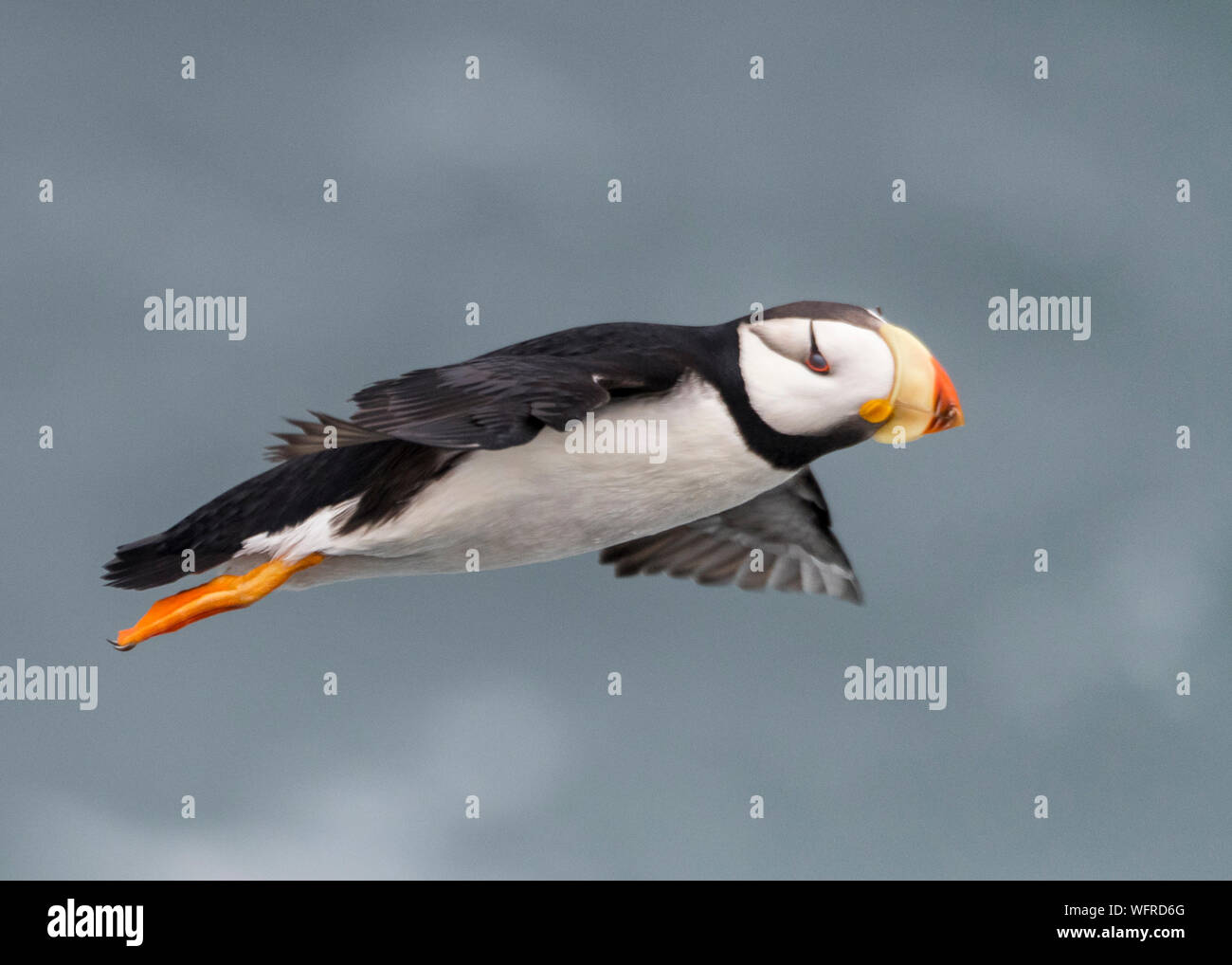 Horned Puffin of Saint Paul Island, Alaska Stock Photo - Alamy