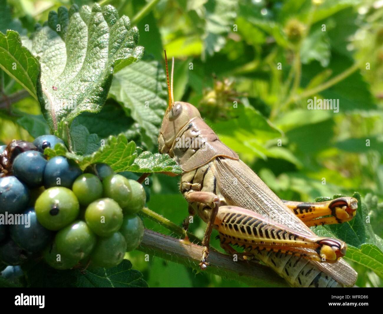 Plant hopper hi-res stock photography and images - Alamy
