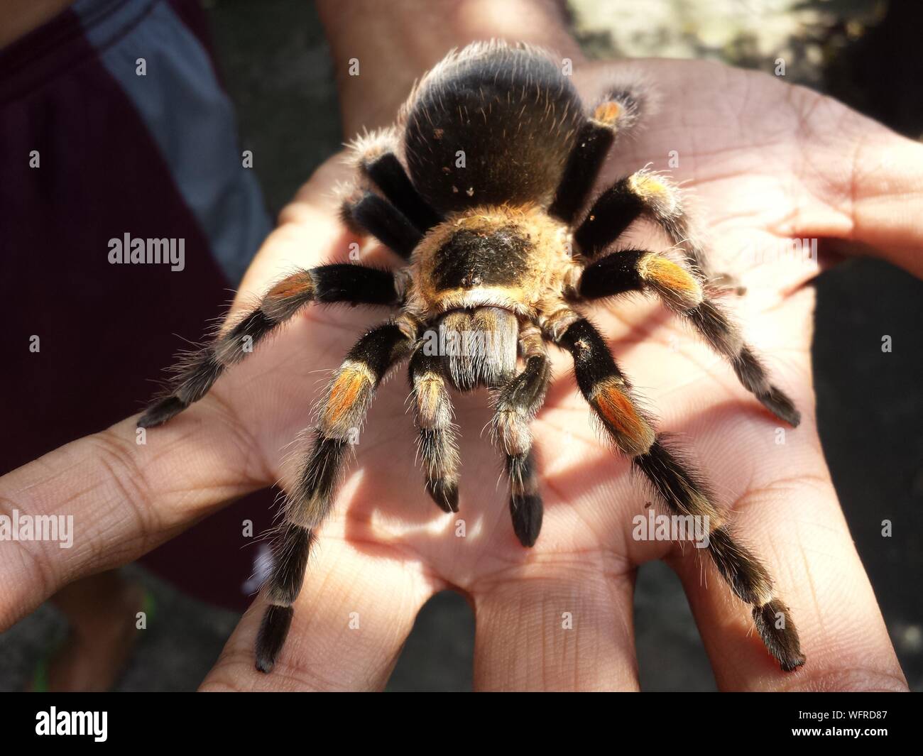 Man spider hi-res stock photography and images - Alamy