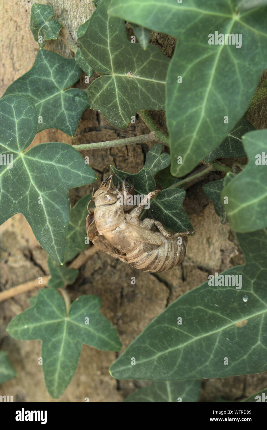 exoskeleton of cicadidae attached to a leaf after the ecdisis process ...