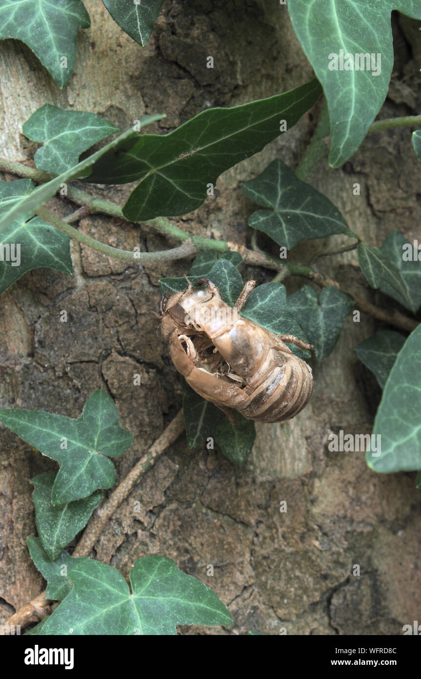 exoskeleton of cicadidae attached to a leaf after the ecdisis process ...
