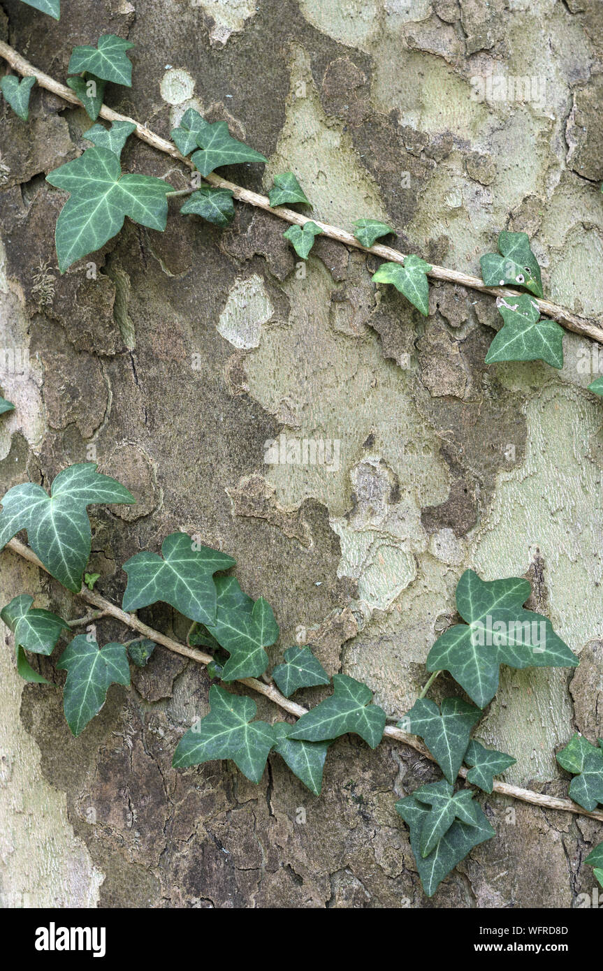 vine plant in tree trunk for backgrounds and textures Stock Photo - Alamy