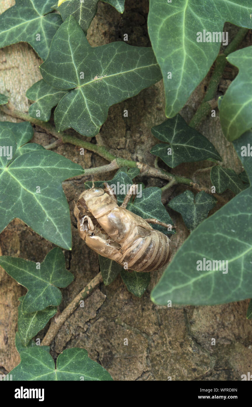 exoskeleton of cicadidae attached to a leaf after the ecdisis process ...
