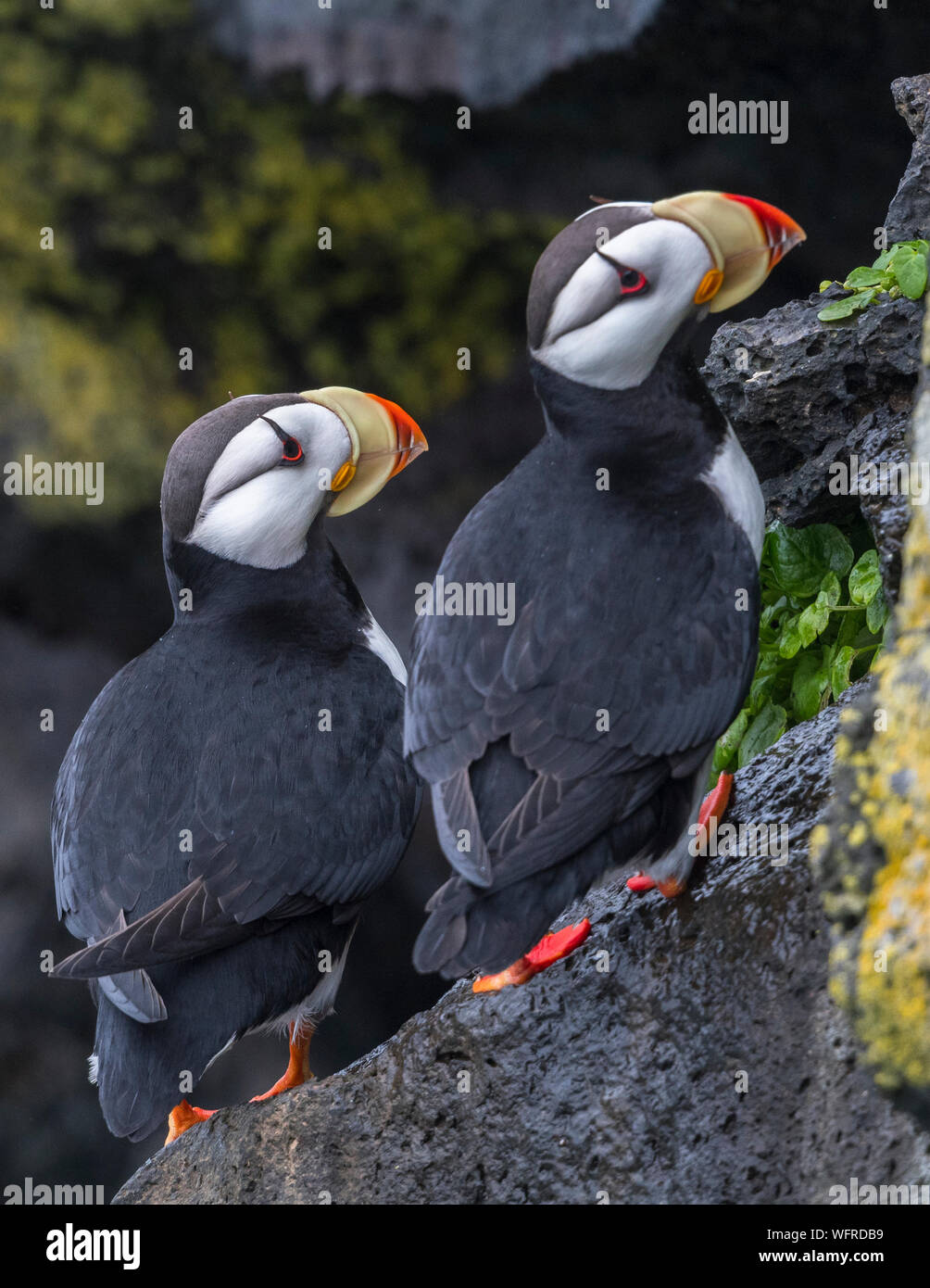 Horned Puffin of Saint Paul Island, Alaska Stock Photo - Alamy