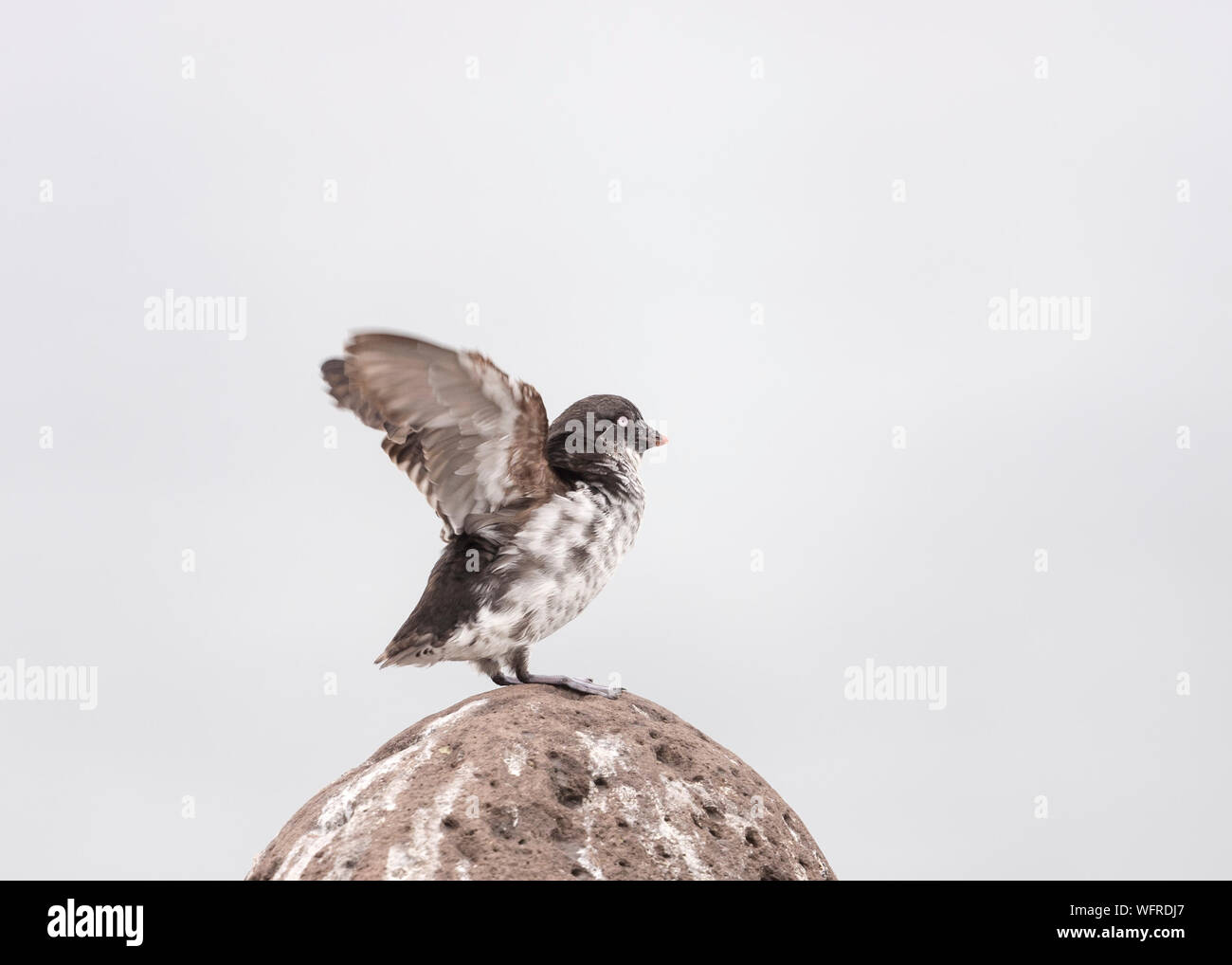 Smallest puffin hi-res stock photography and images - Alamy