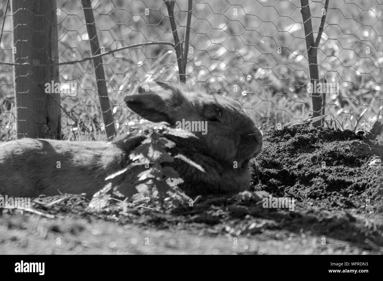 Rabbit fence field hi-res stock photography and images - Alamy
