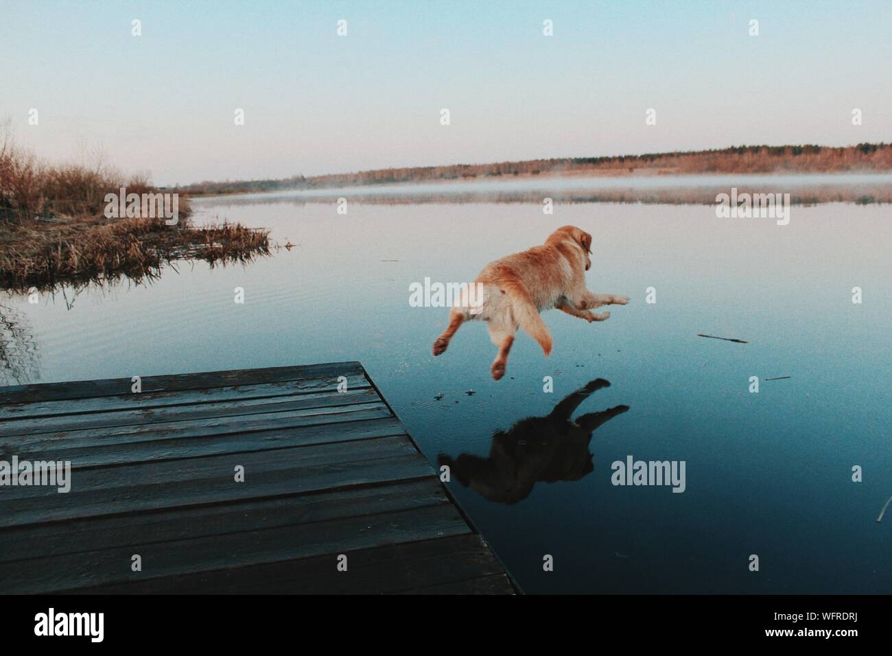 Golden retriever jetty hi-res stock photography and images - Alamy