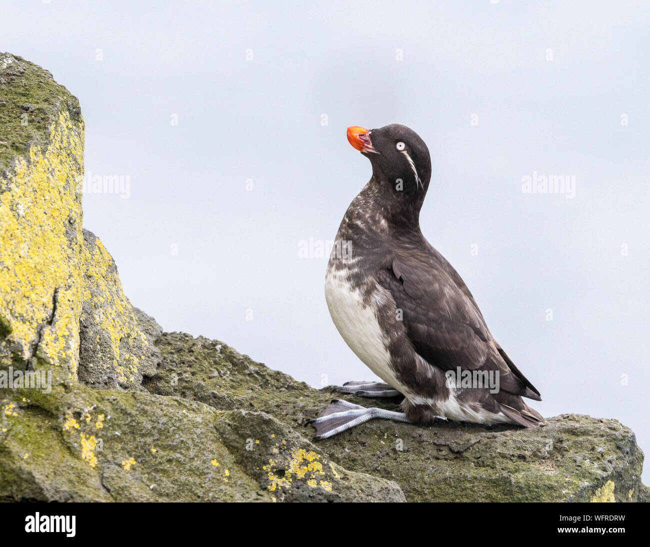 Parakeet Auklet (Aethia psittacula), a small seabird of the North ...