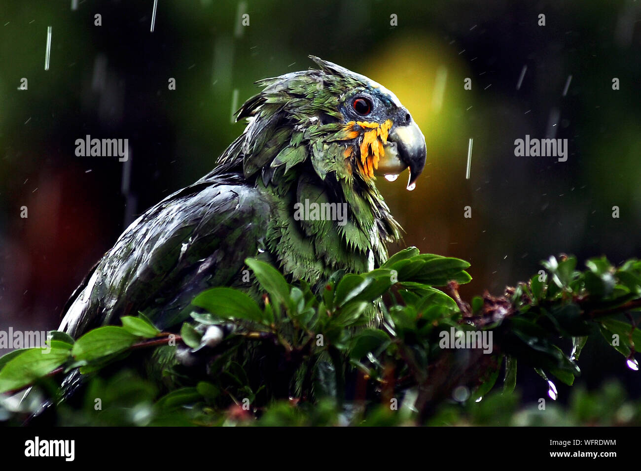 Wet Parrot High Resolution Stock Photography and Images - Alamy