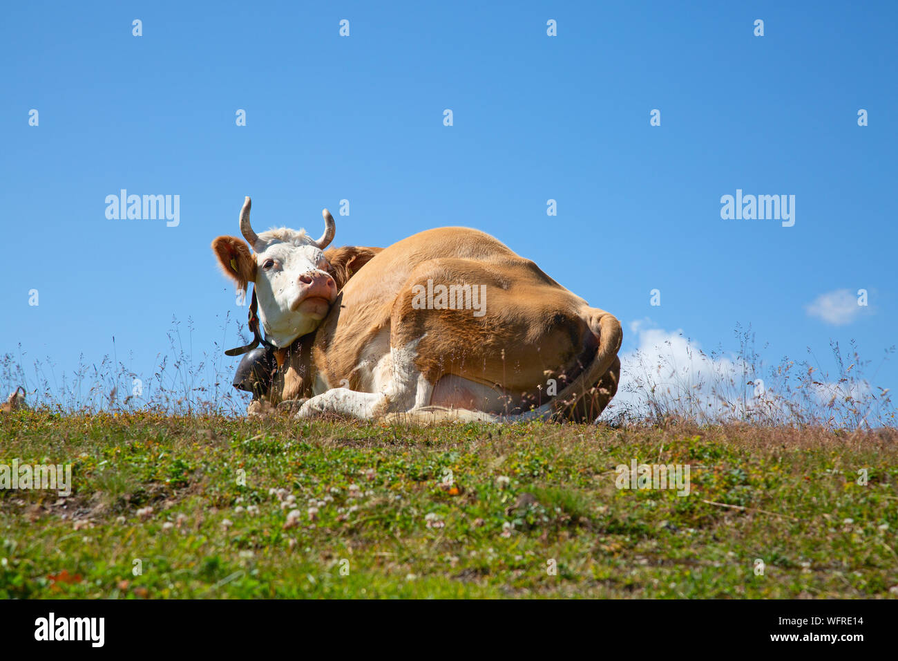 Swiss cow in the alps Stock Photo - Alamy