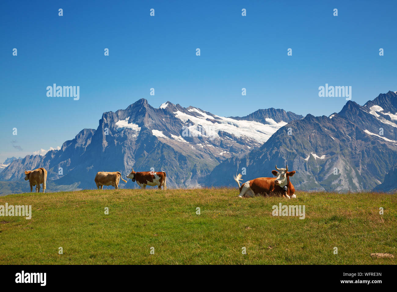 Swiss cow in the alps Stock Photo - Alamy