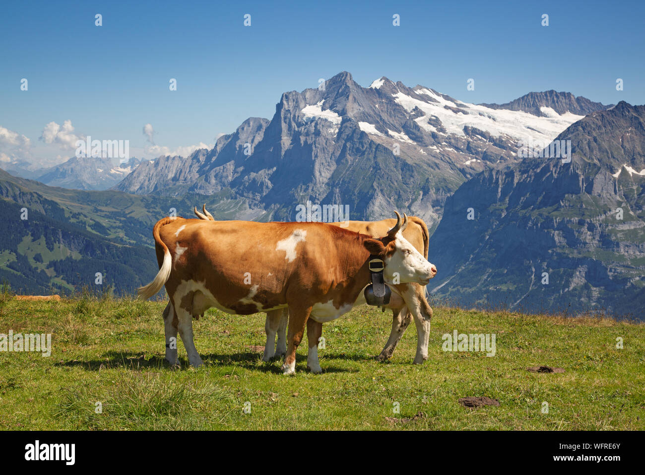 Swiss cow in the alps Stock Photo - Alamy