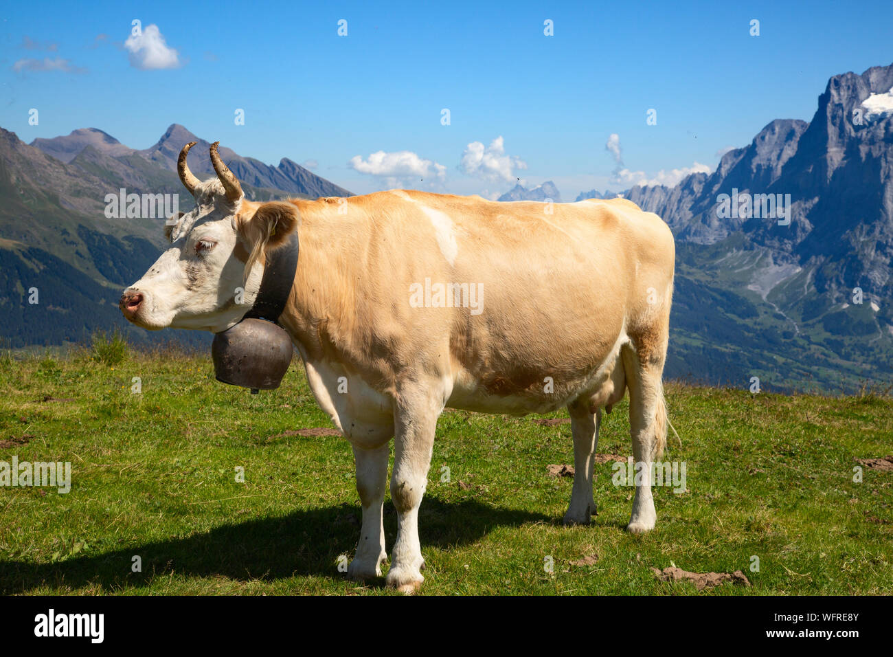 Swiss cow in the alps Stock Photo - Alamy