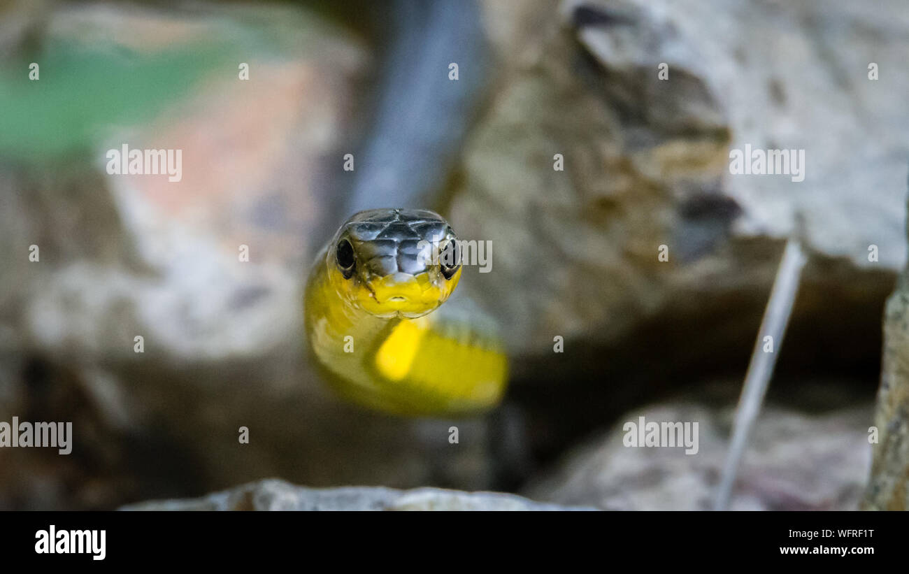 Green tree snake hi-res stock photography and images - Alamy