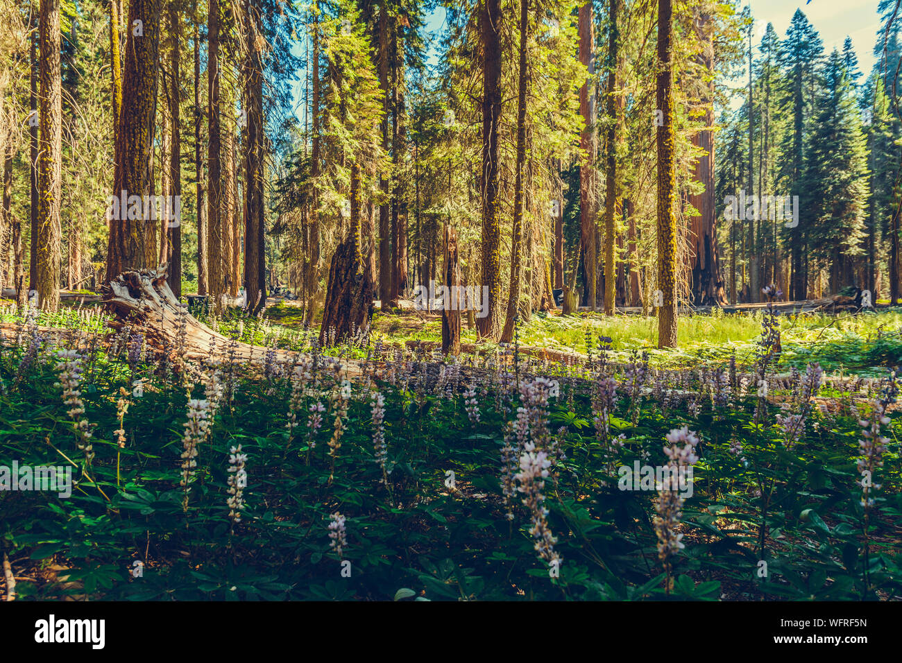 Sequoia National Park in California, USA Stock Photo - Alamy