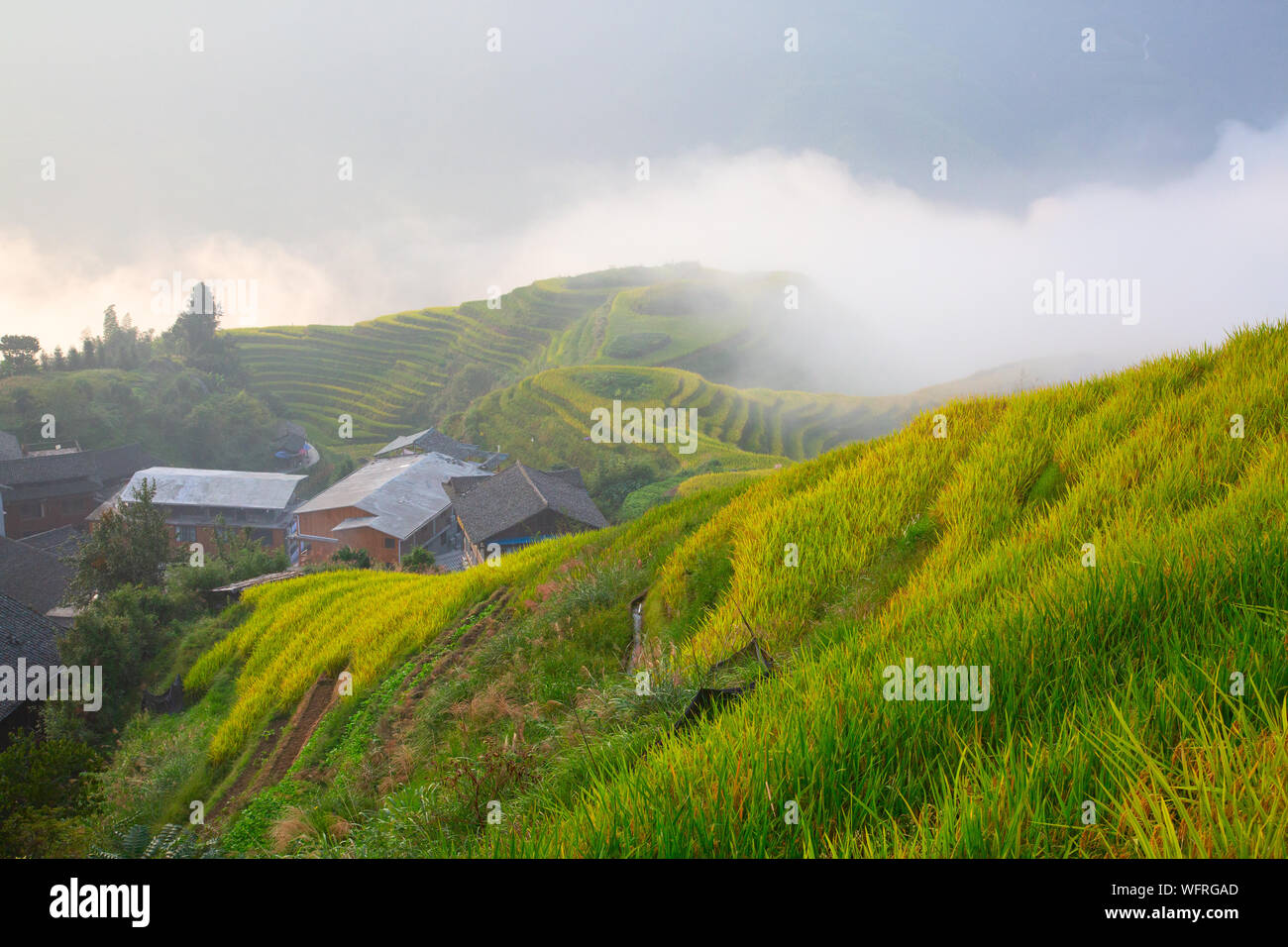 The Longsheng Rice Terraces(Dragon's Backbone) also known as Longji ...