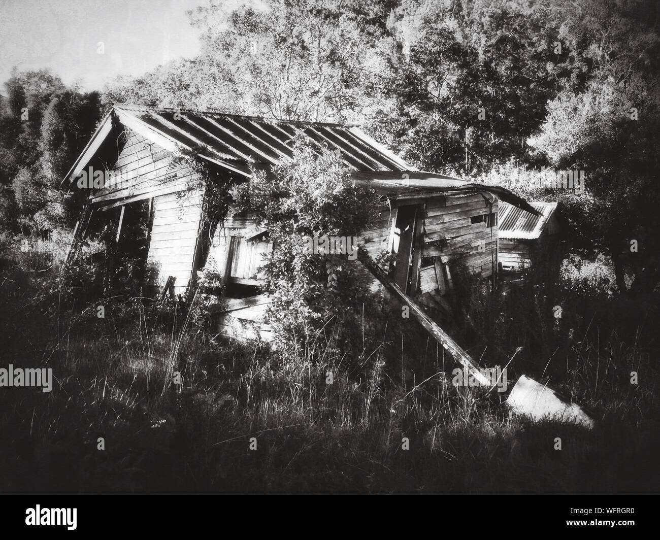 Abandoned hut trees abandoned hi-res stock photography and images - Alamy