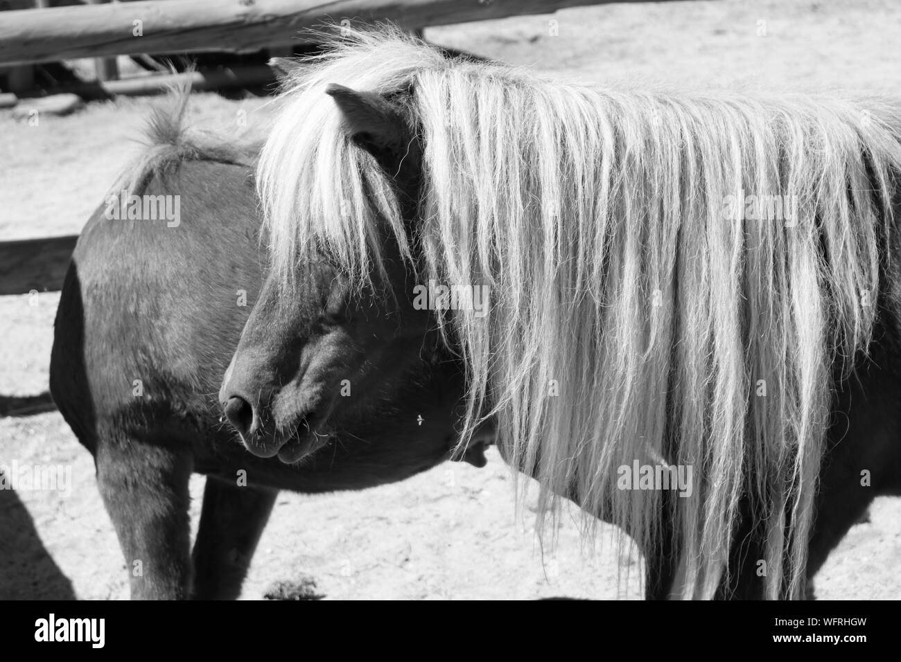 Two ponies standing Black and White Stock Photos & Images - Alamy