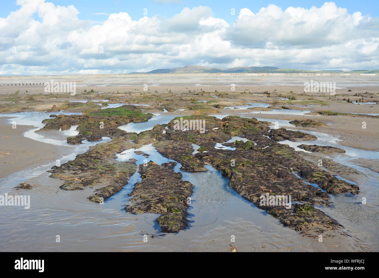 Submerged Forest at Borth, Ceredigion Stock Photo - Alamy