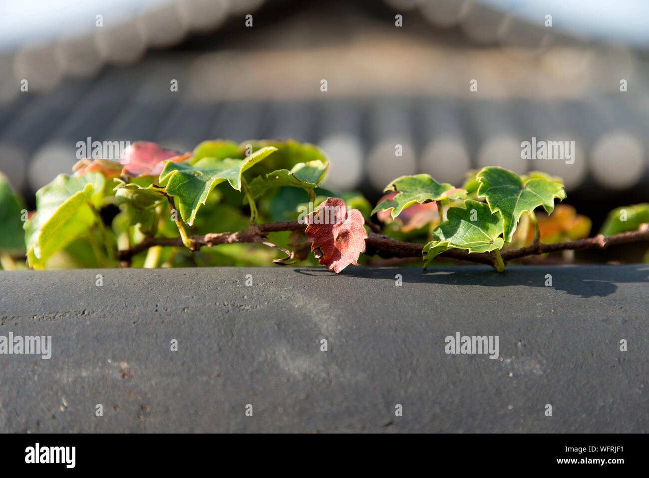 Green Creeper Plant On Wall High Resolution Stock Photography and ...