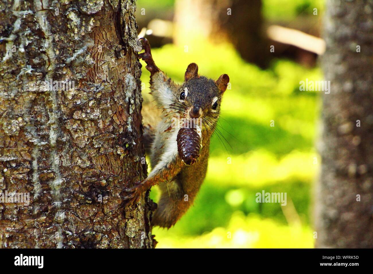 Rodent cone hi-res stock photography and images - Alamy