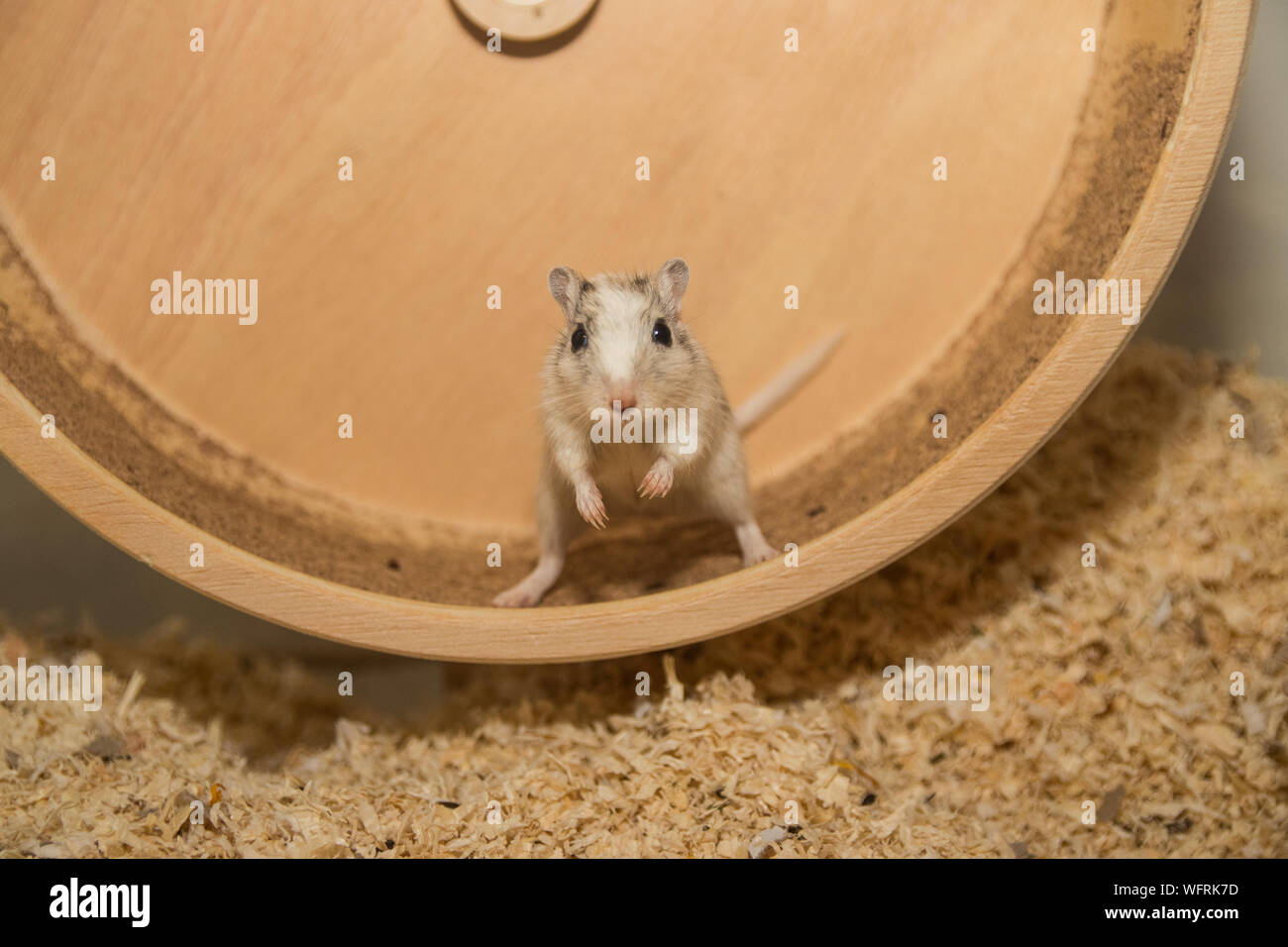 Mouse exercise hi-res stock photography and images - Alamy