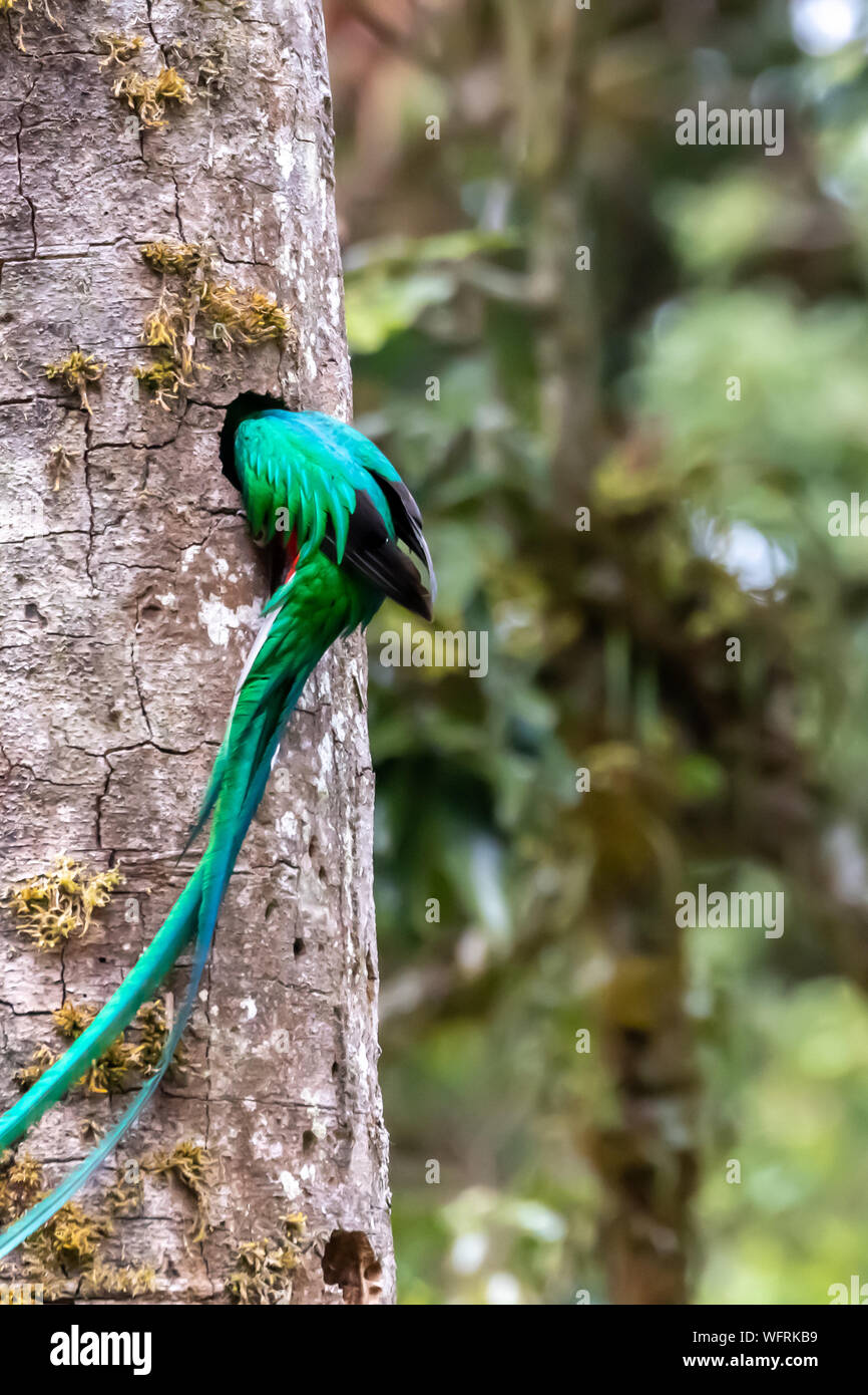 Trogan quetzal hi-res stock photography and images - Alamy