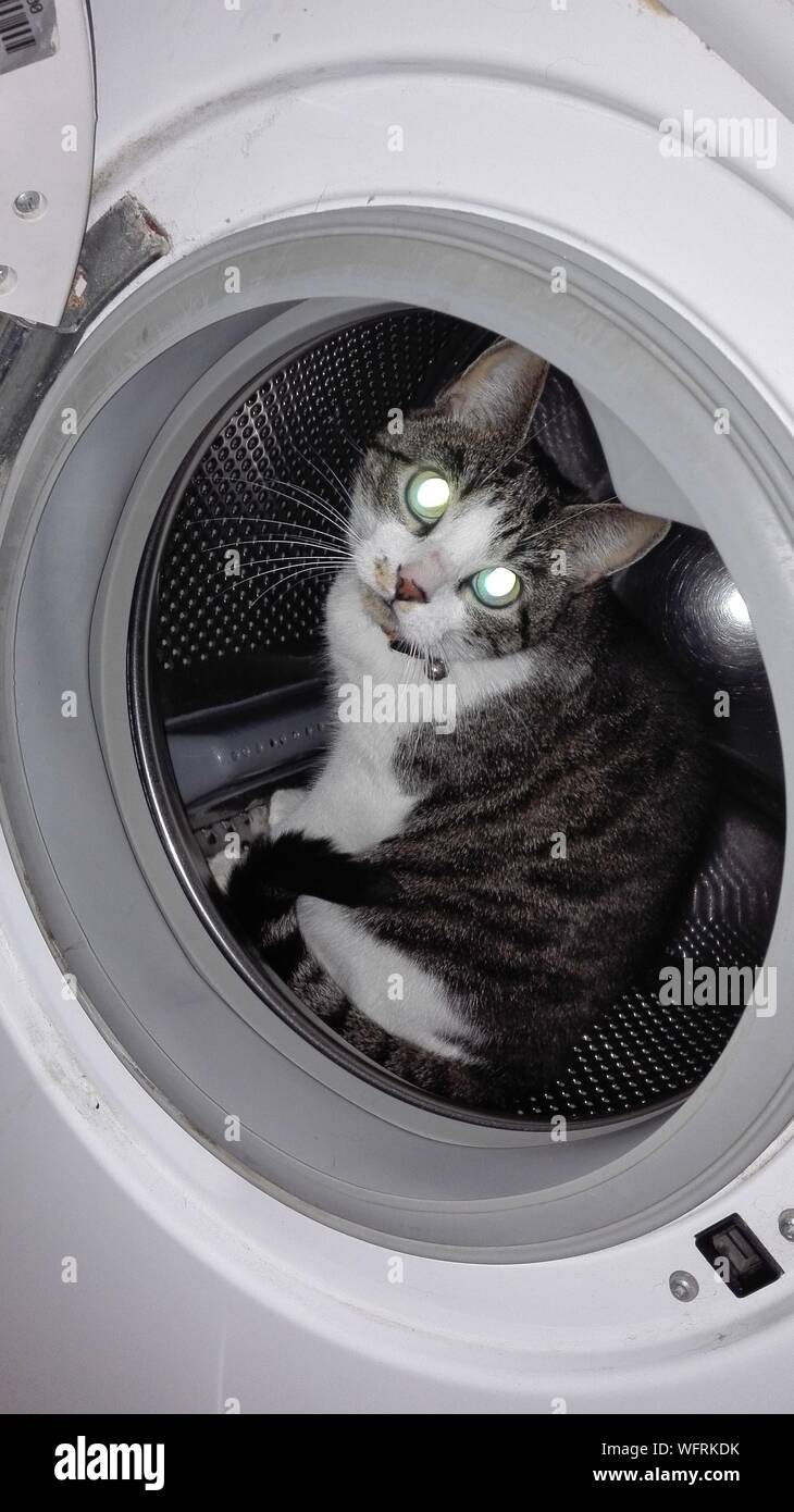Cat in the washing machine hi-res stock photography and images - Alamy