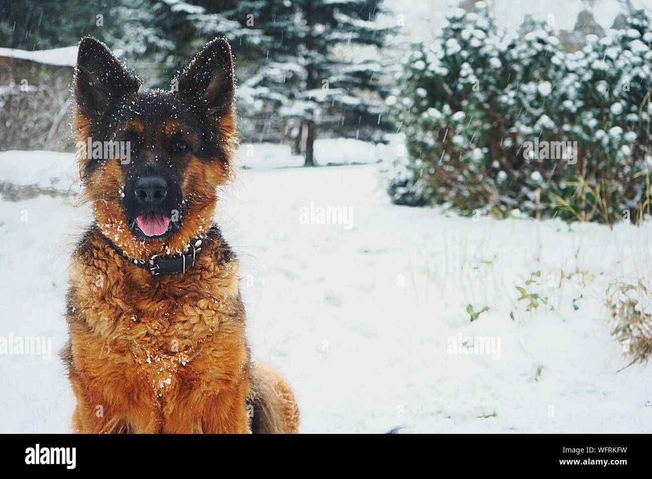German shepherd snow hi-res stock photography and images - Alamy