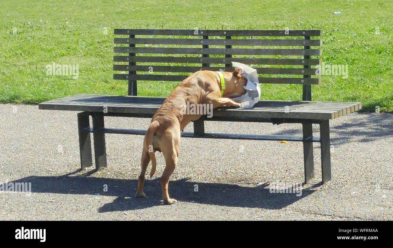 Man On Park Bench With Dog High Resolution Stock Photography and Images ...